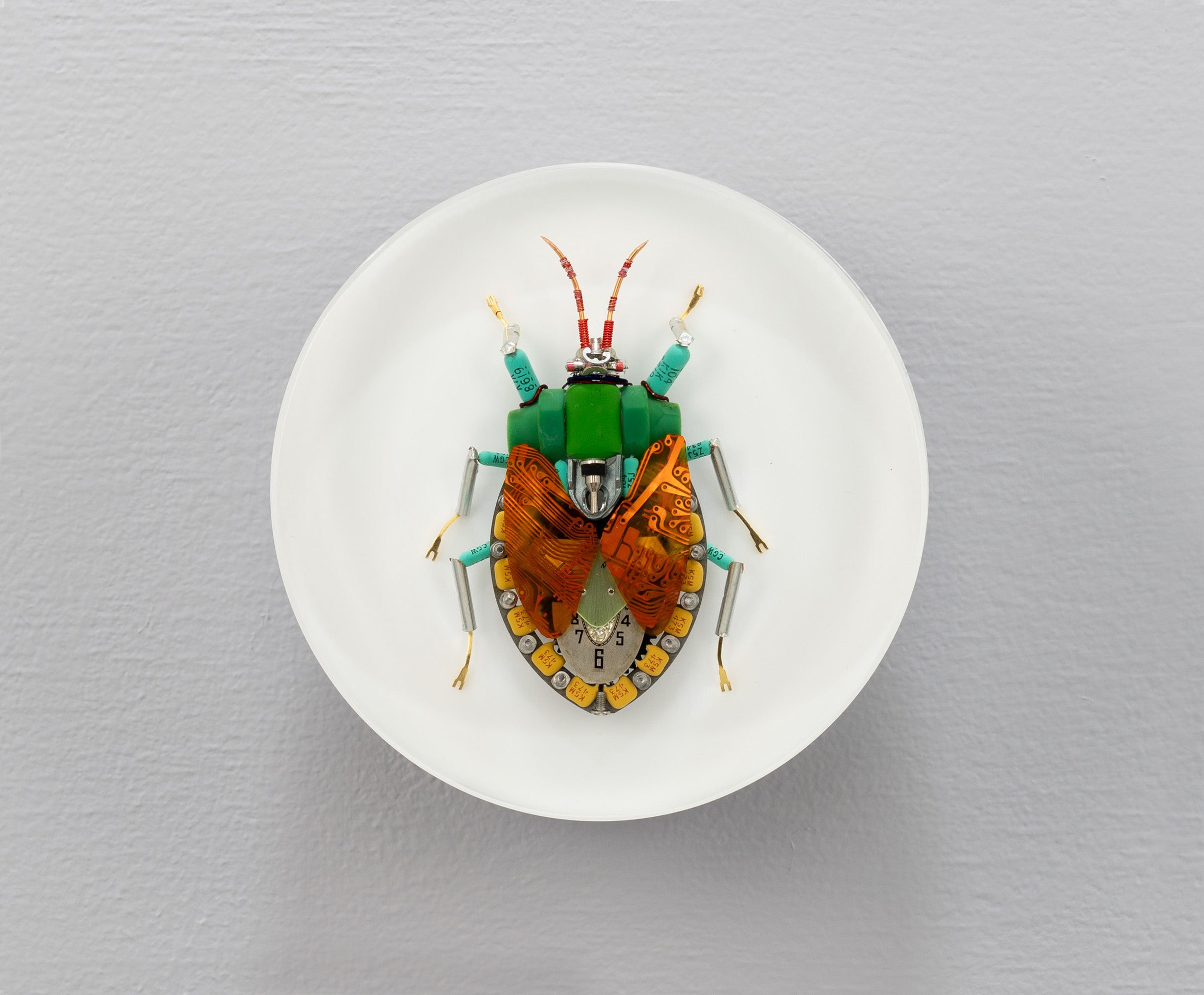 Emperor Shield Bug, 2024 – Lex Talkington Art